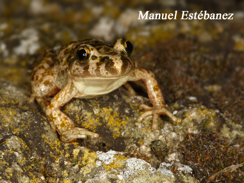 Miradas Cantábricas: Sapillo moteado común (Pelodytes punctatus)