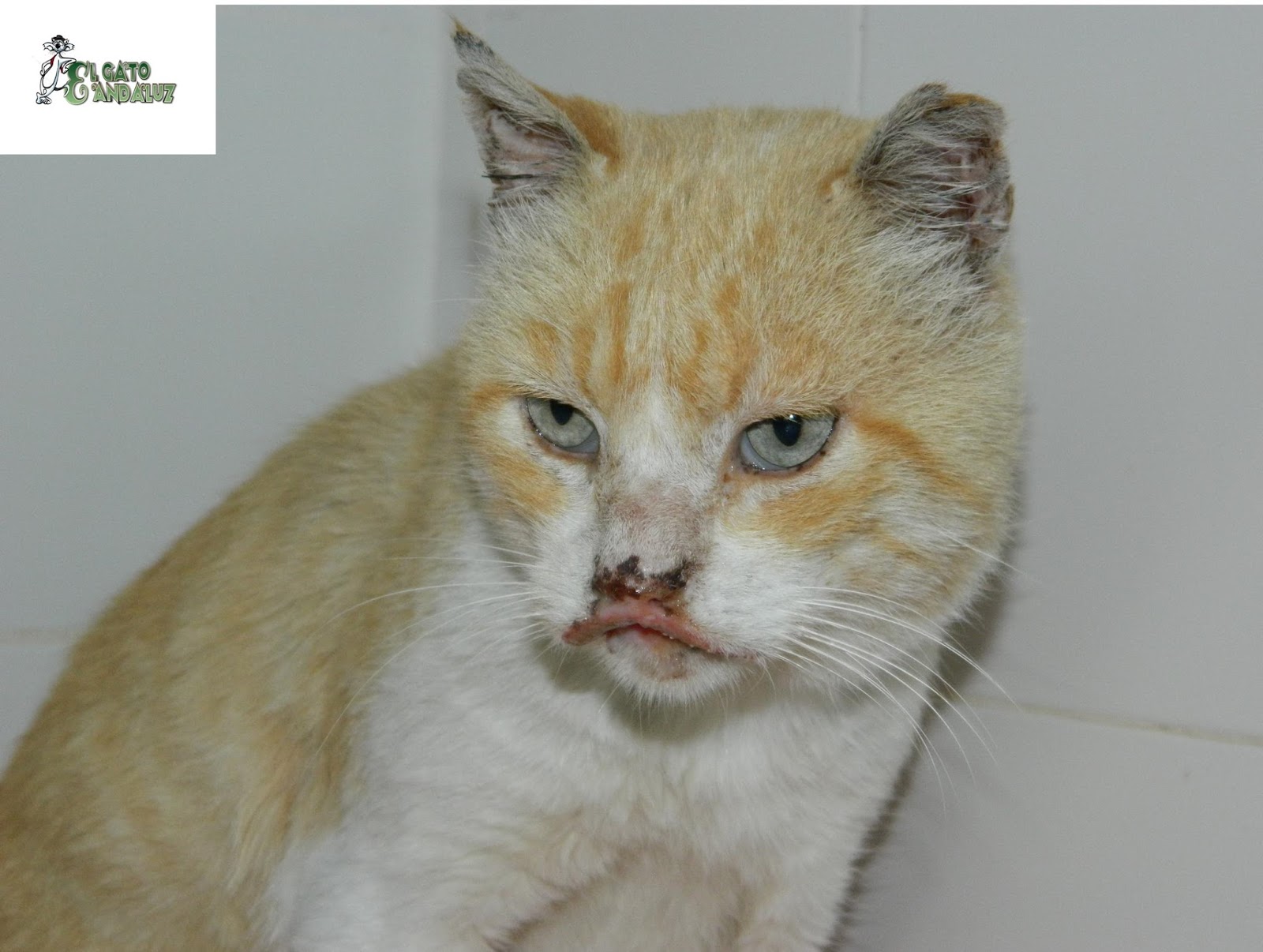 Ciencias Naturales CEUJA 2015: VIRUS DE LA INMUNODEFICIENCIA FELINA (VIF)