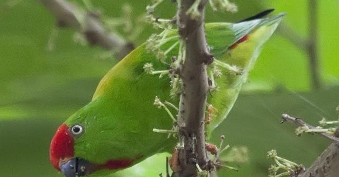 Serindit Sulawesi Dengan Suaranya Yang Nyaring - Sangkarlapis