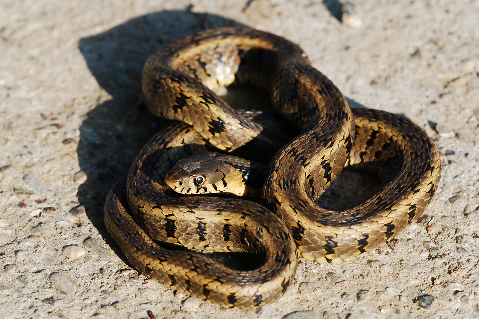 Yorkshire Field Herping and Wildlife Photography: A Few Reptiles and ...