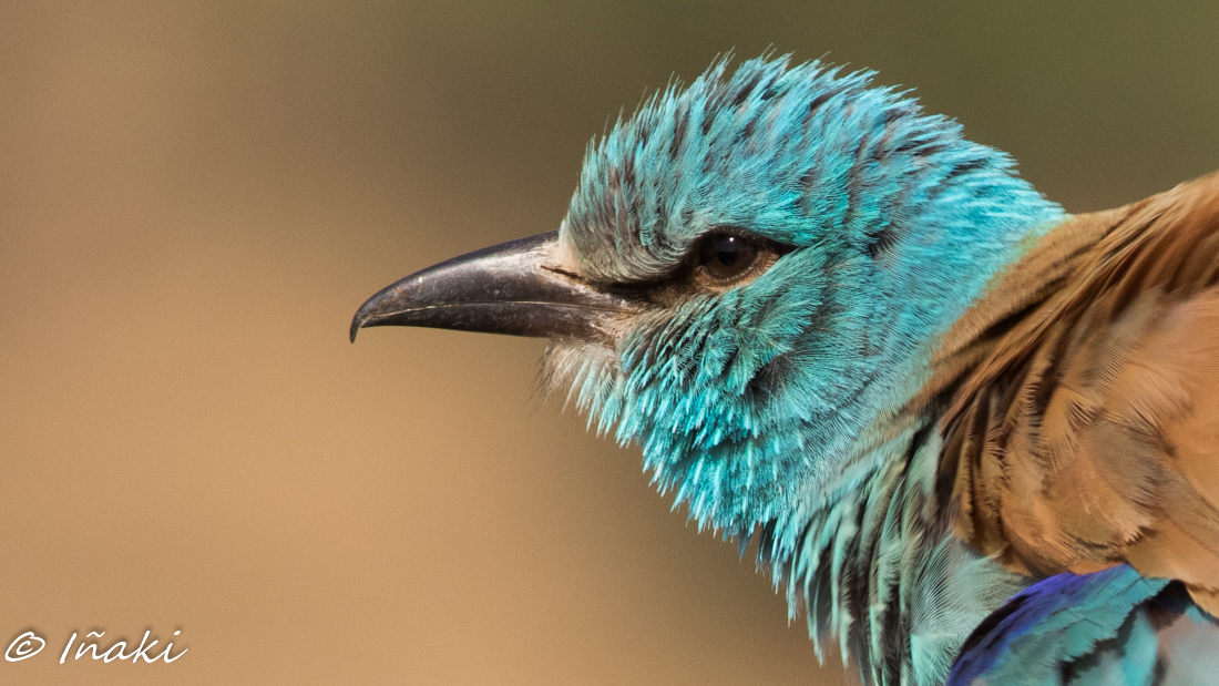 Nosoloaves - Aves del mundo (Birds of the world): La última en llegar ...