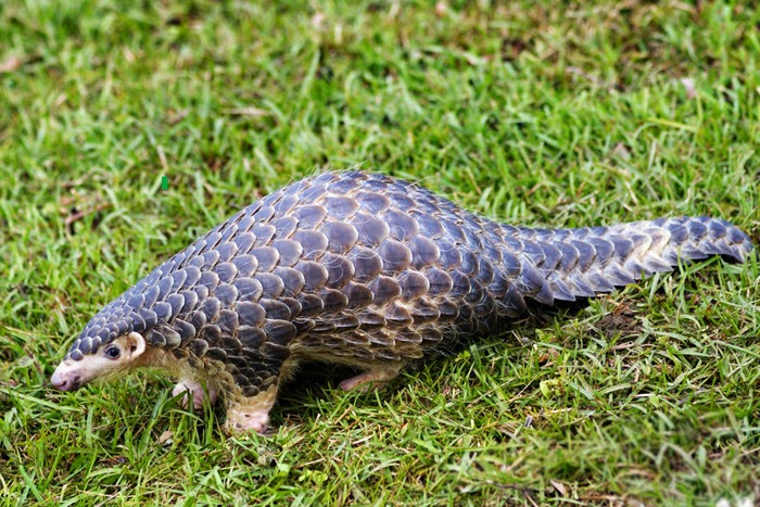 Trenggiling Jawa Terancam PunahBlog berita lengkap tentang dunia flora ...