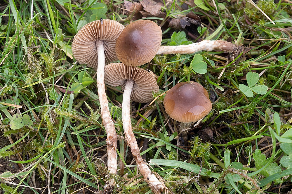 Naucoria bohemica Velen • CEMAS Orden Agaricales, Basidiomycota