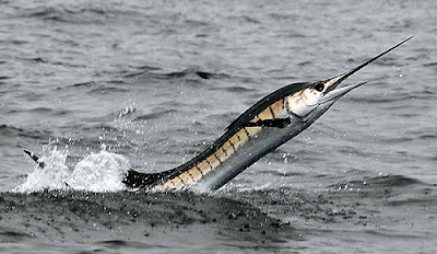 Pirate & Fish: INFOMASI : IKAN LAYARAN TARIKAN PERLANCONGAN DI ROMPIN ...