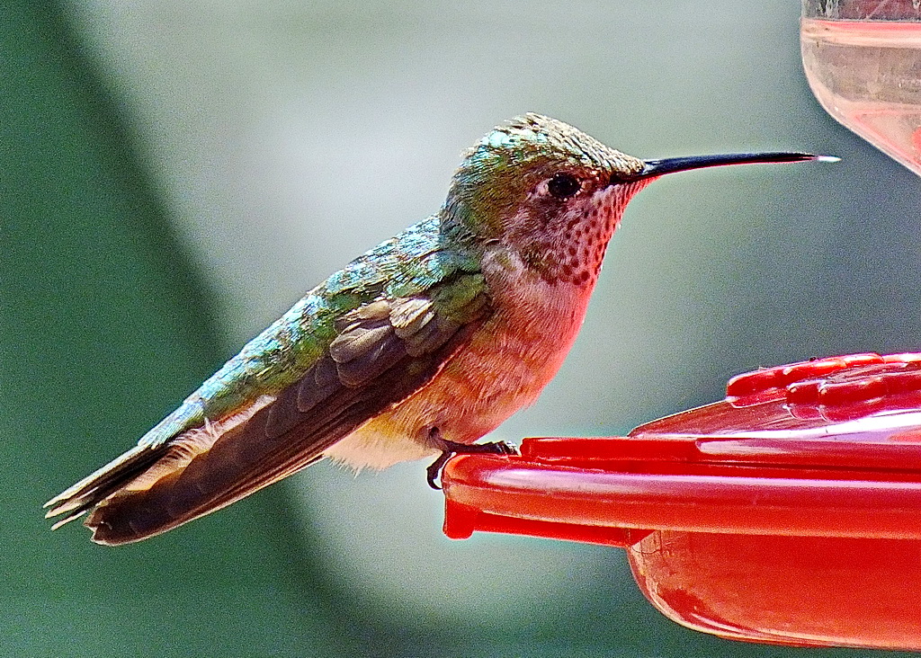 Scott Miller's Photography Blog: Colorado Hummingbirds