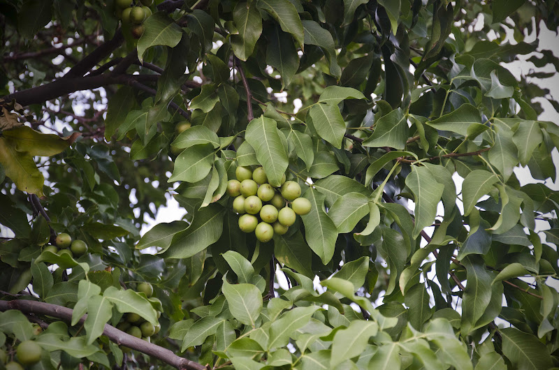 .: Guinea hens, Guineps and Grapes