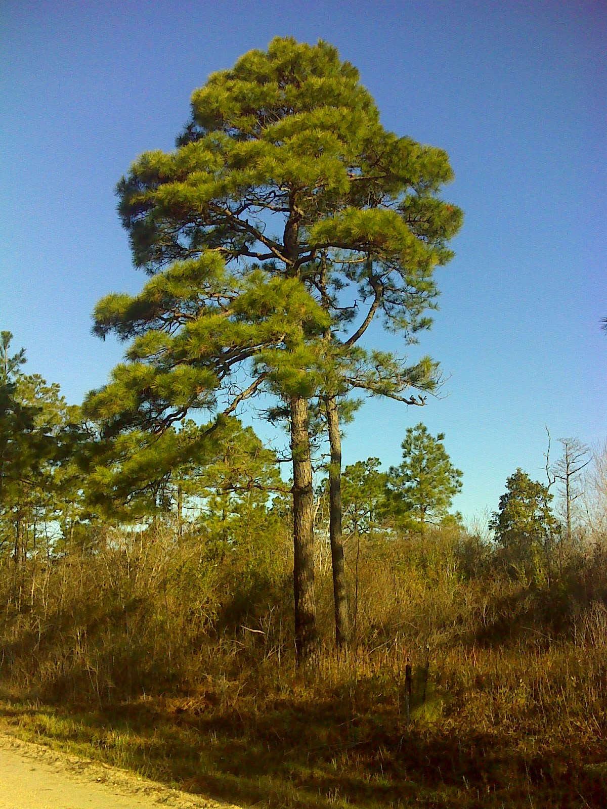 Heart and Sole: The hike thru Holly Shelter Game Land