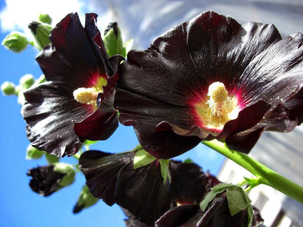 Negra Flor - Jardim Design