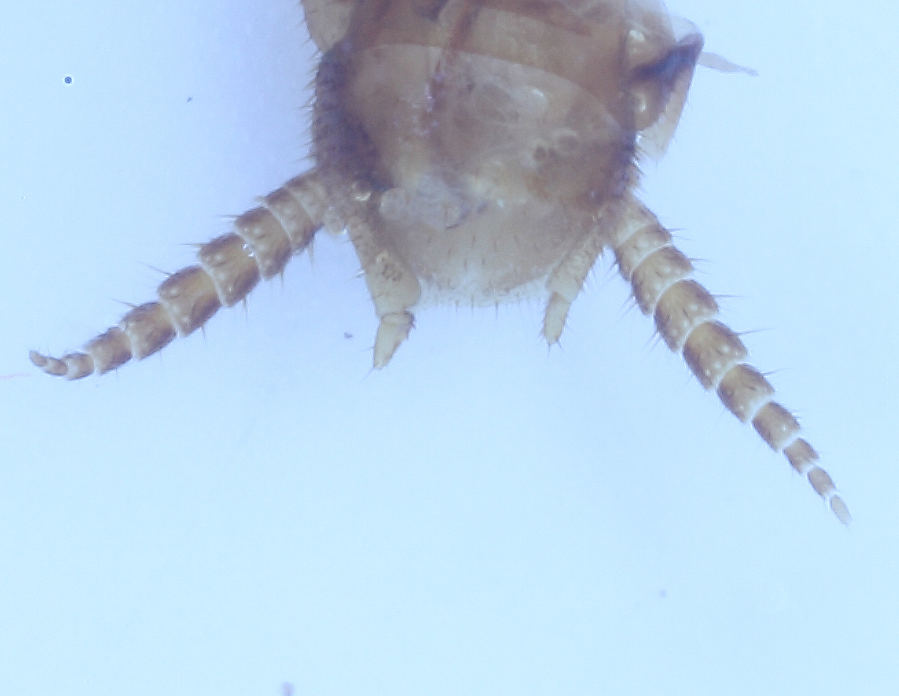 BunyipCo: November 2016