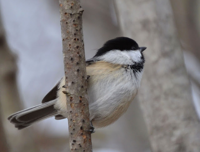 Woods Walks and Wildlife: Icy Woodland Sights, and the Cutest Chickadee ...