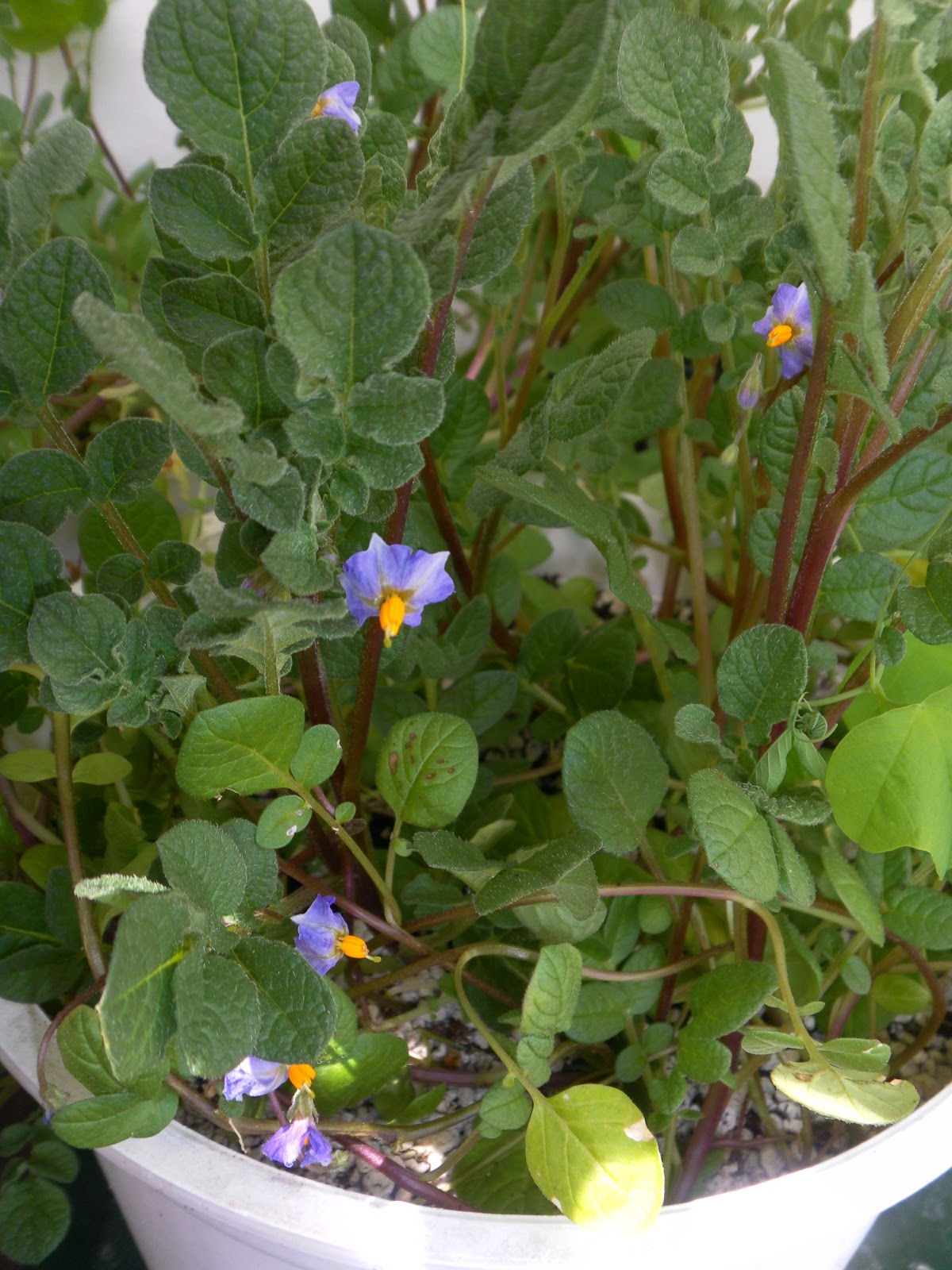 Scirpidiella's Plants: Wild Potatoes (Solanum sect. Petota)