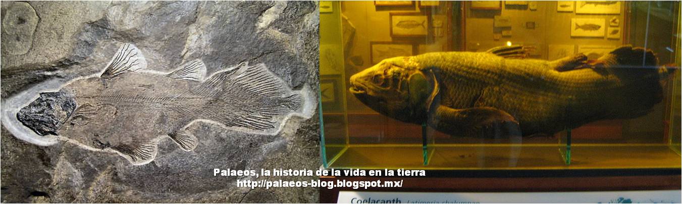 Palaeos, la historia de la Vida en la Tierra: Notas cortas: Secuencian ...