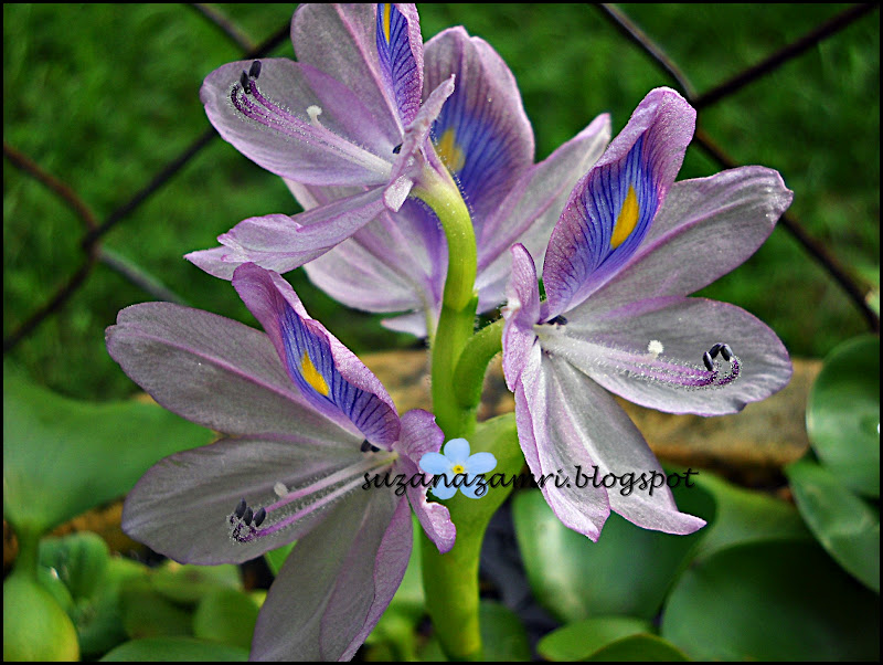 ..Cooking with soul.....: BUNGA-BUNGA