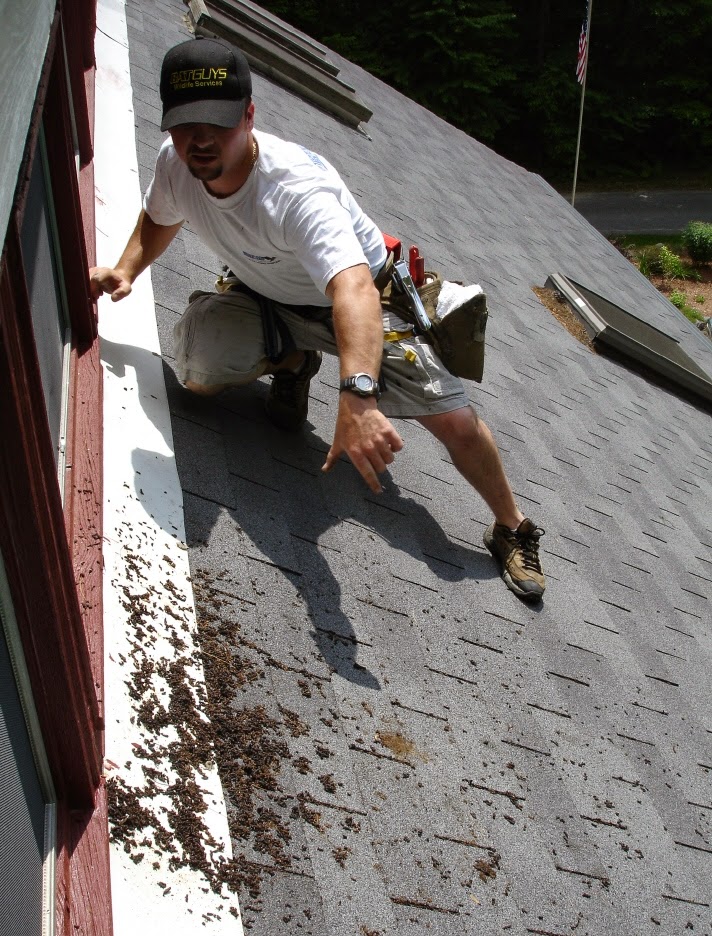 Best Services For Bat Droppings : Services For Bat Guano