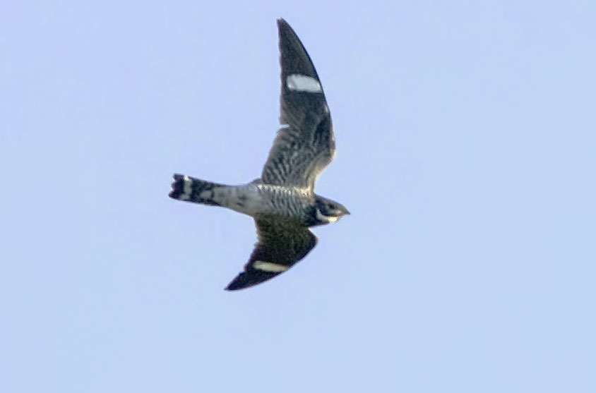 One Jackdaw Birding: Common Nighthawk Migration