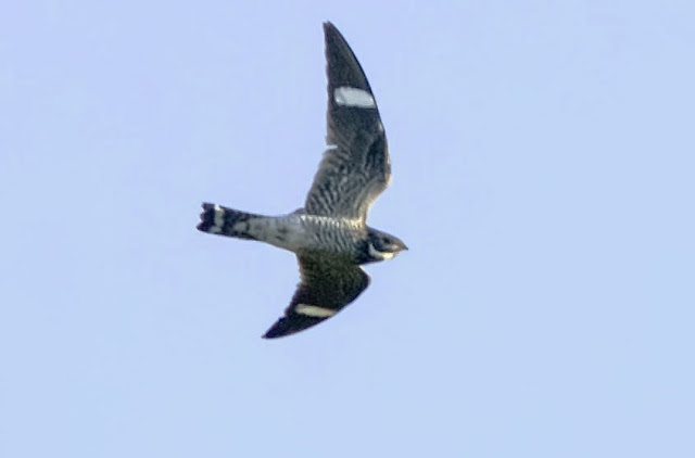 Birding Is Fun!: Common Nighthawk Migration
