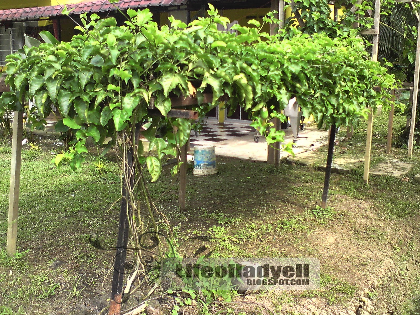 life of lady ell: Buah markisa~