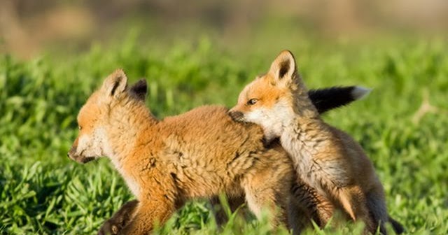 Lisica (Vulpini)-Ljubimac, zašto da ne...