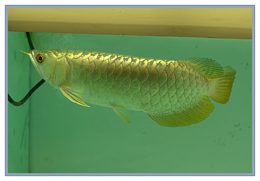 World of High Quality Arowana: Arowana Sales Gallery 1