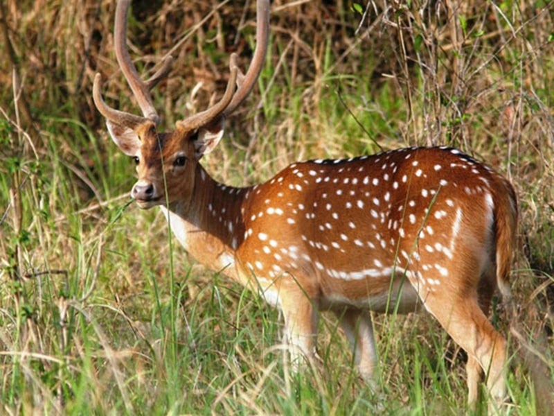 Places to visit in Bihar: Bhimbandh Wildlife Sanctuary, Bihar, India ...