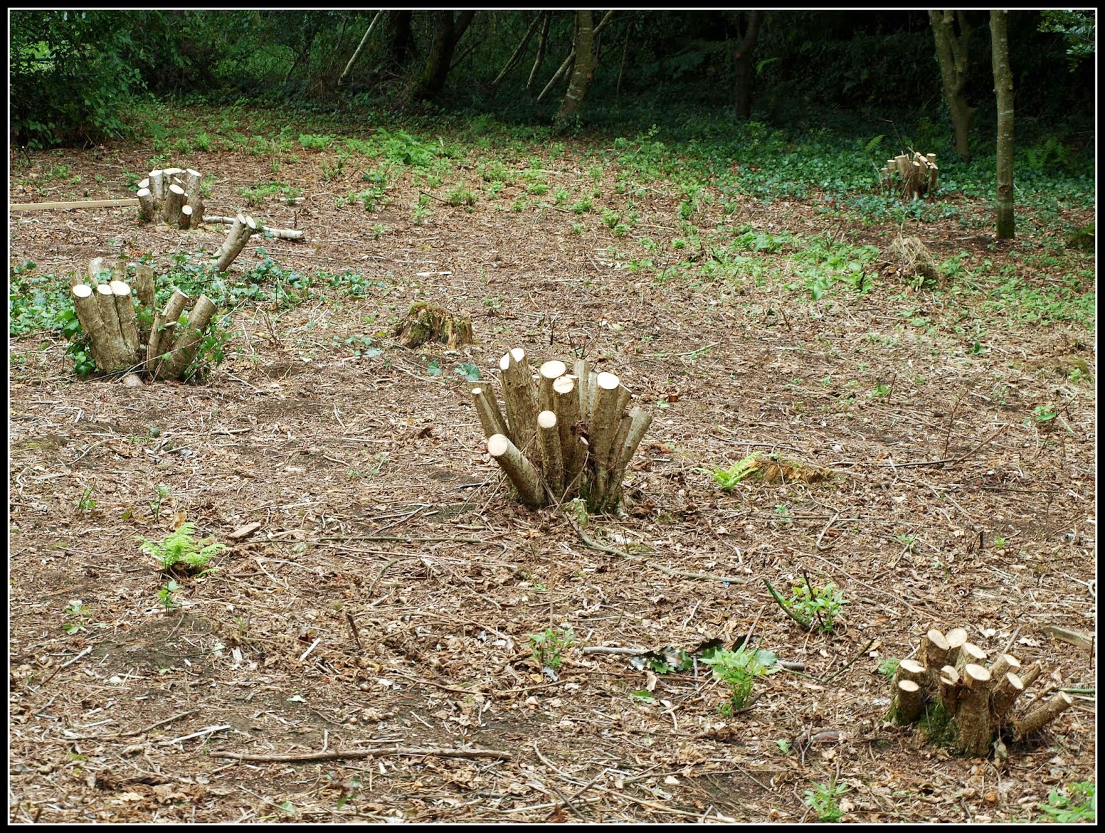 Mark's Veg Plot: National Beanpole Week