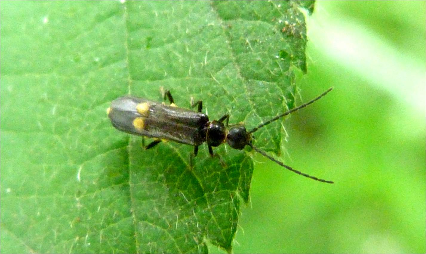 Insects of Scotland: Other Beetles