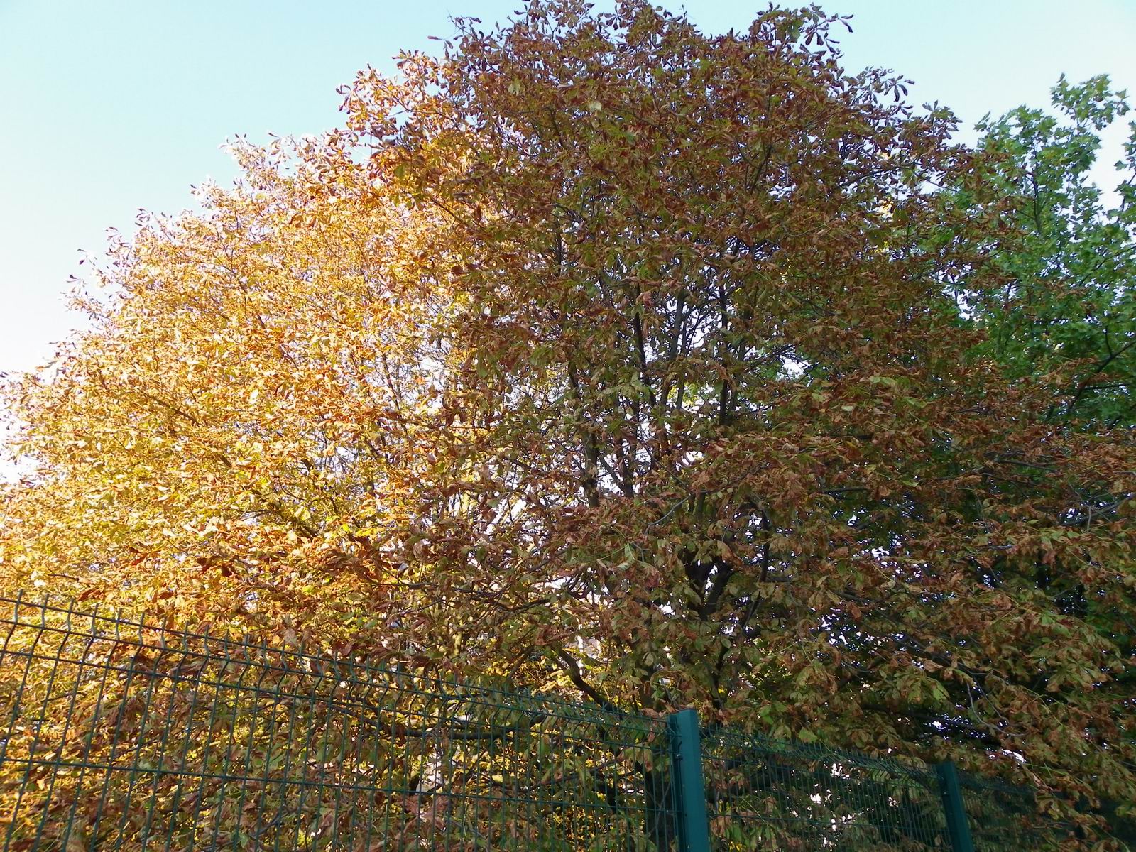 Couleurs de l'automne (photos)