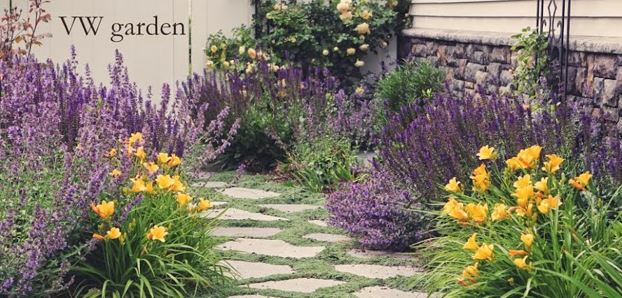 VW Garden: Colchicum cilicicum: Photos of Flowers, Leaves and Bulbs