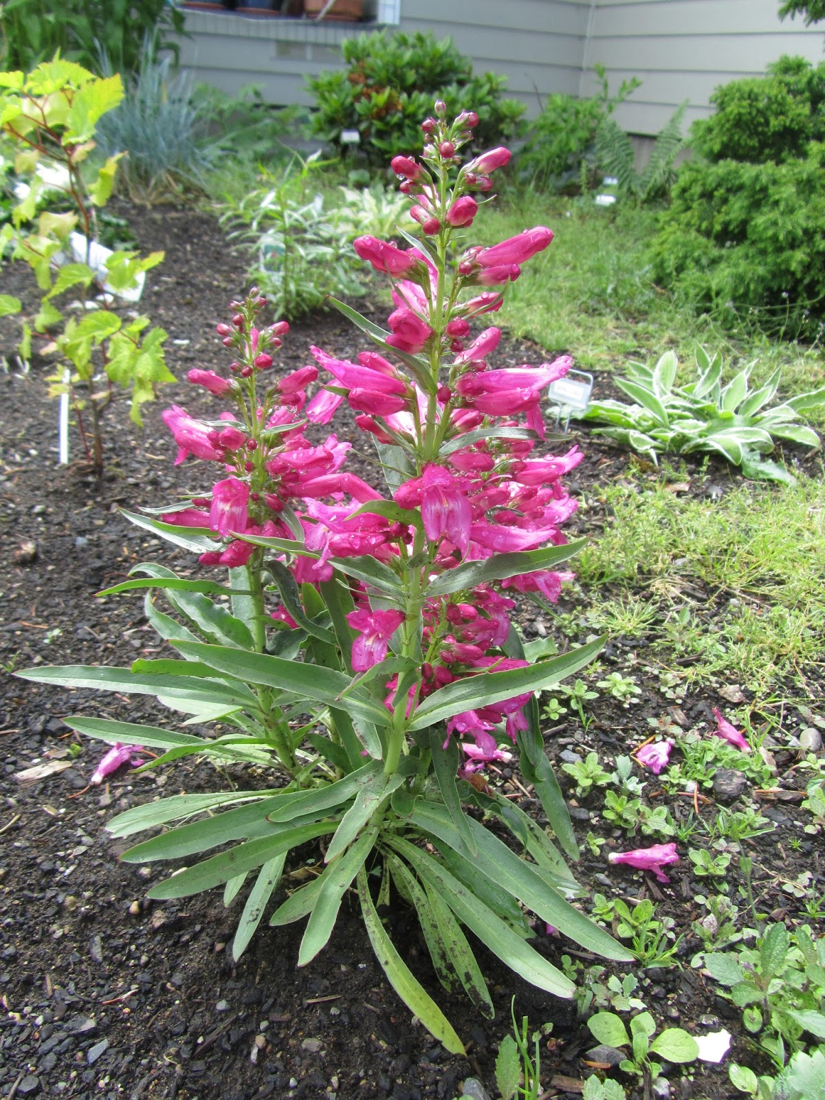 Four Hills of Squash: Riding Hood Series Penstemon
