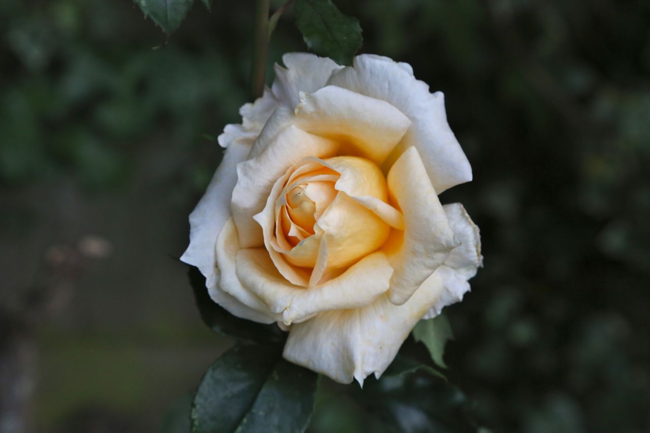 Shadows & Light: Garden Update, with Rose-a-palooza