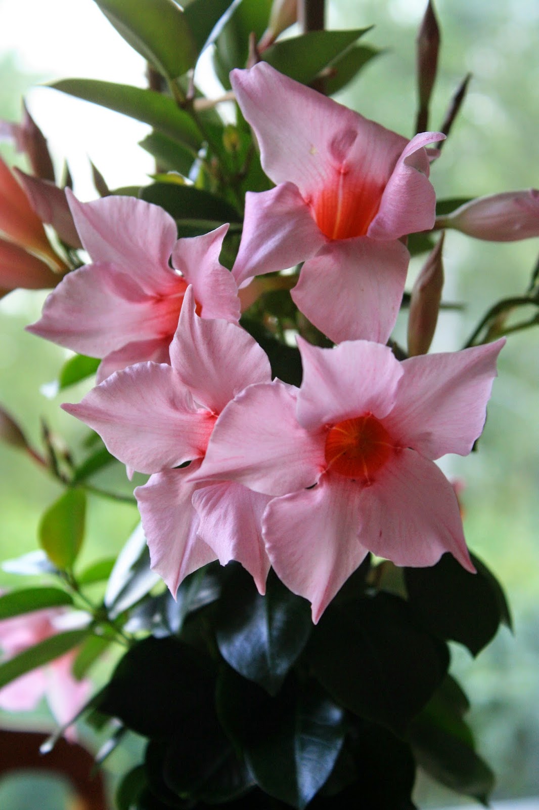 MIN NATUR: Rosa blommor