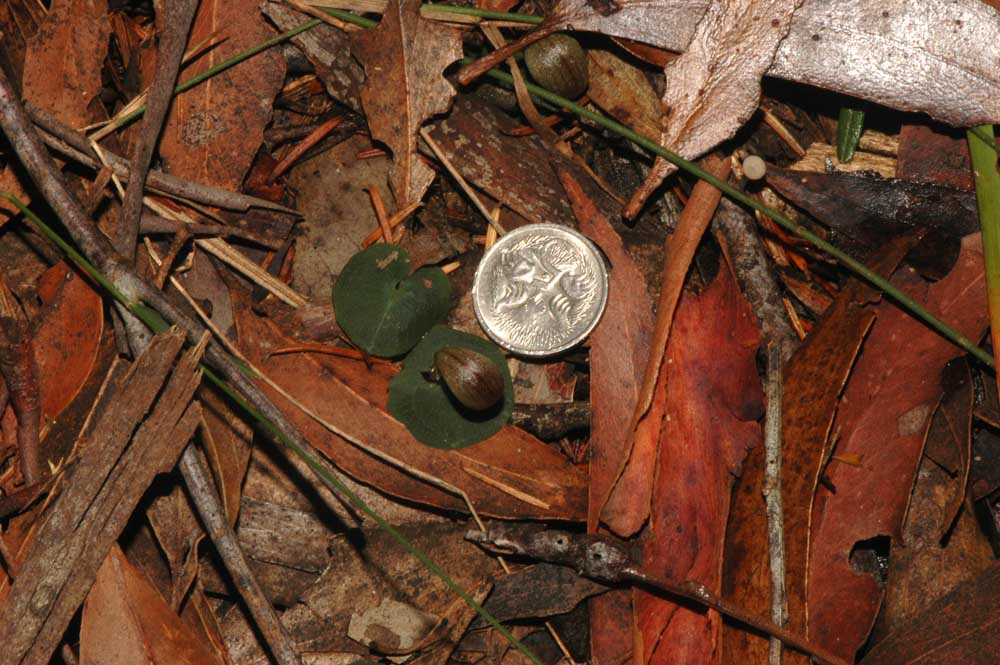 The Nature of Robertson: "Helmet Orchids" - Corybas aconitiflorus
