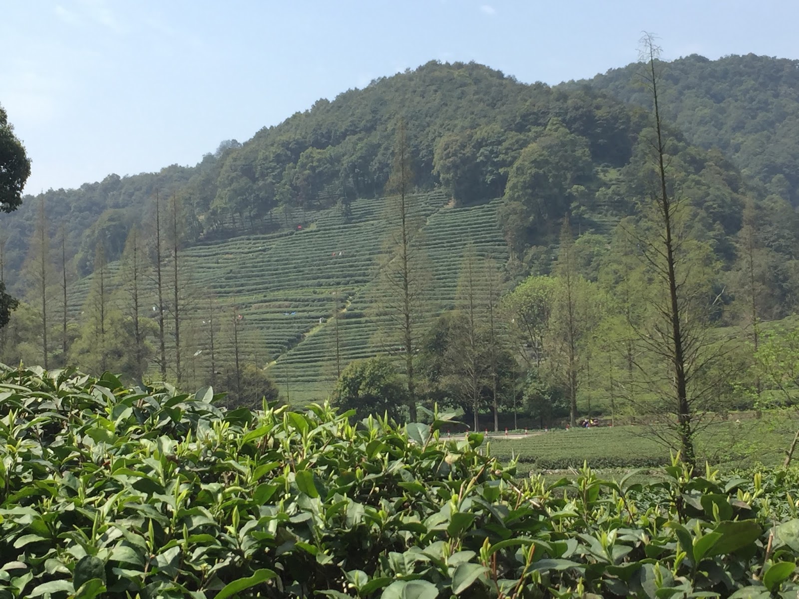 Essay-eh: Rediscovering green tea in China