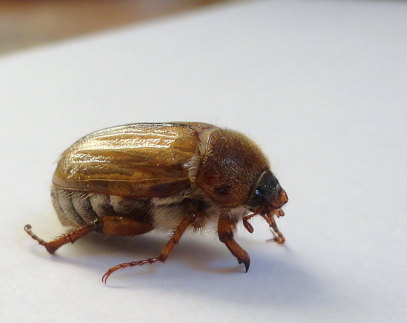 Weert en natuur: Allemaal beestjes#3