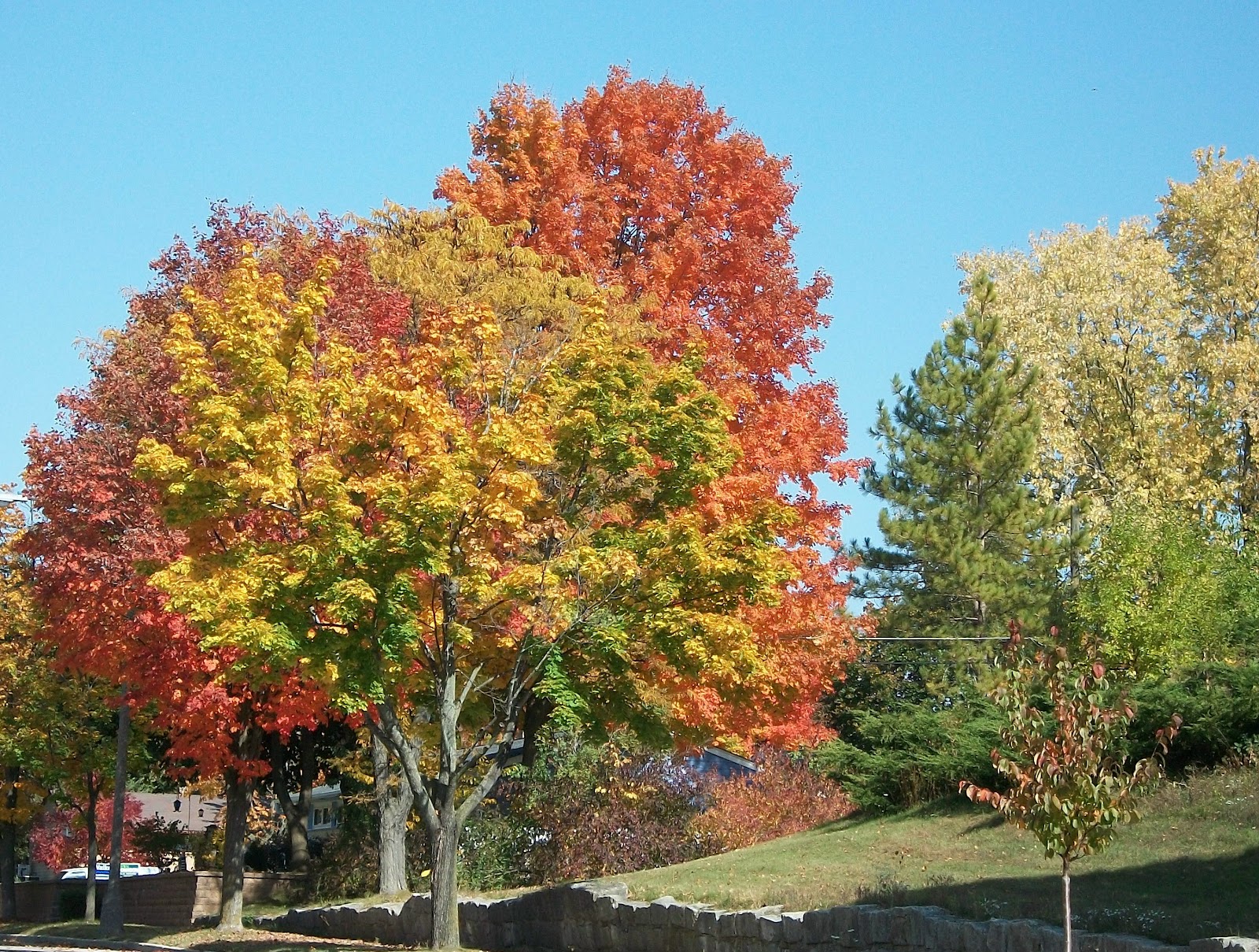 Midwestern City Girl: Wordless Wednesday: Fall Colors