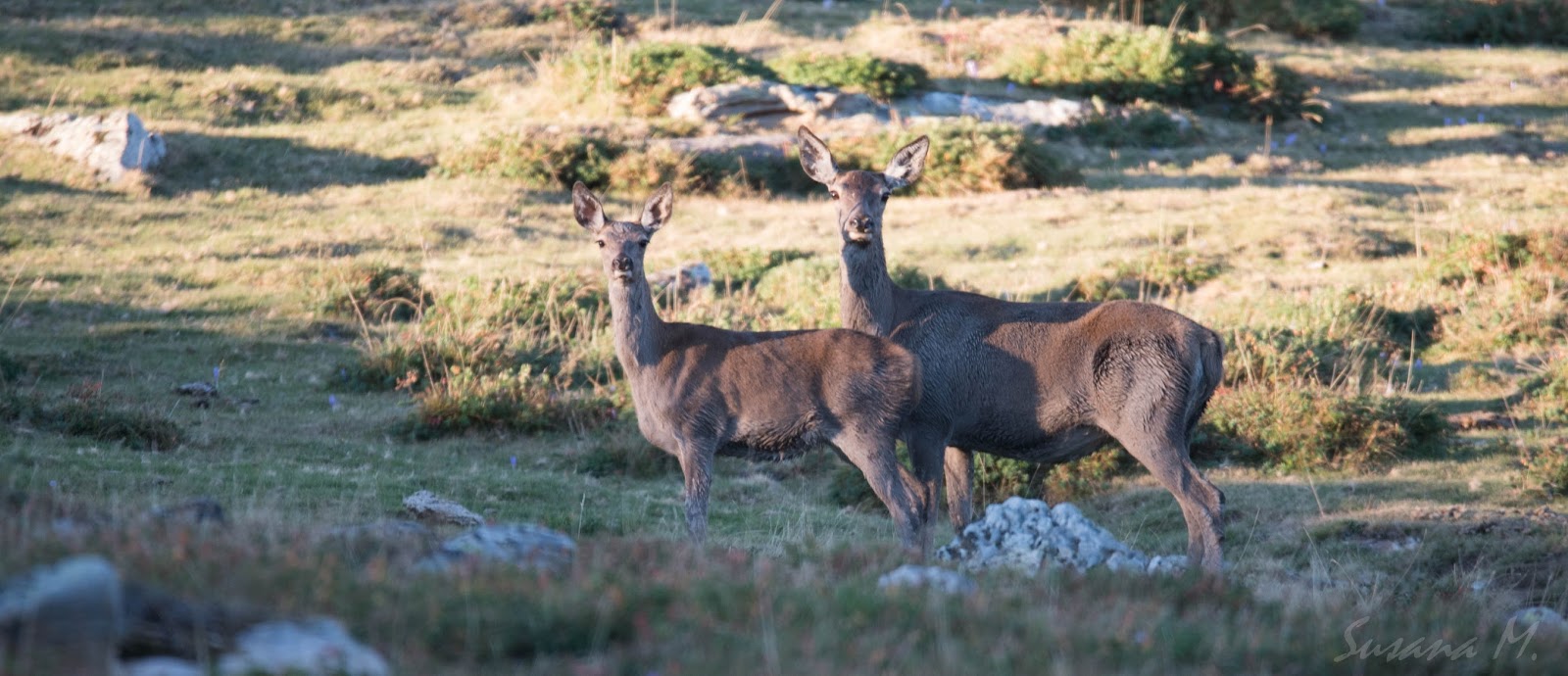 Bichucos del Norte: Venado (Cervus elaphus)