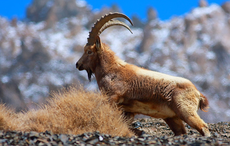 oddarena: Beautiful Endangered Species