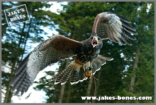 Learning how to handle a Harris Hawk : Jake's Bones