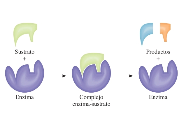 Catálisis enzimática - Raymond Chang