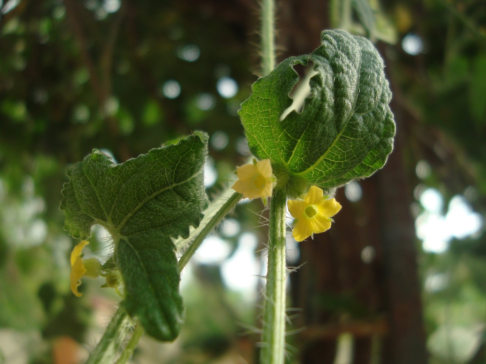 NATURAL PHOTOS AND WALLPAPERS: MUSUMUSUKAI LEAF WALLPAPERS