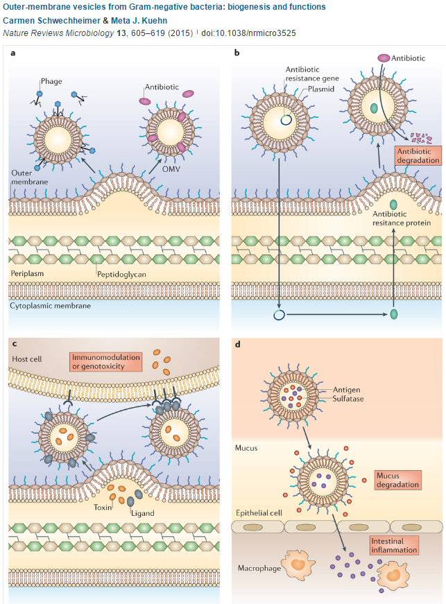 Shaoyu's science note: Bacterial Outer Membrane Vesicles Mediate ...