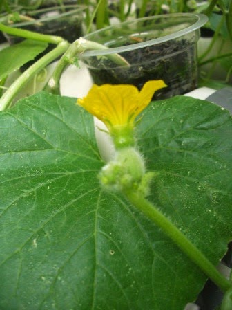 Blue garden: Bunga Melon