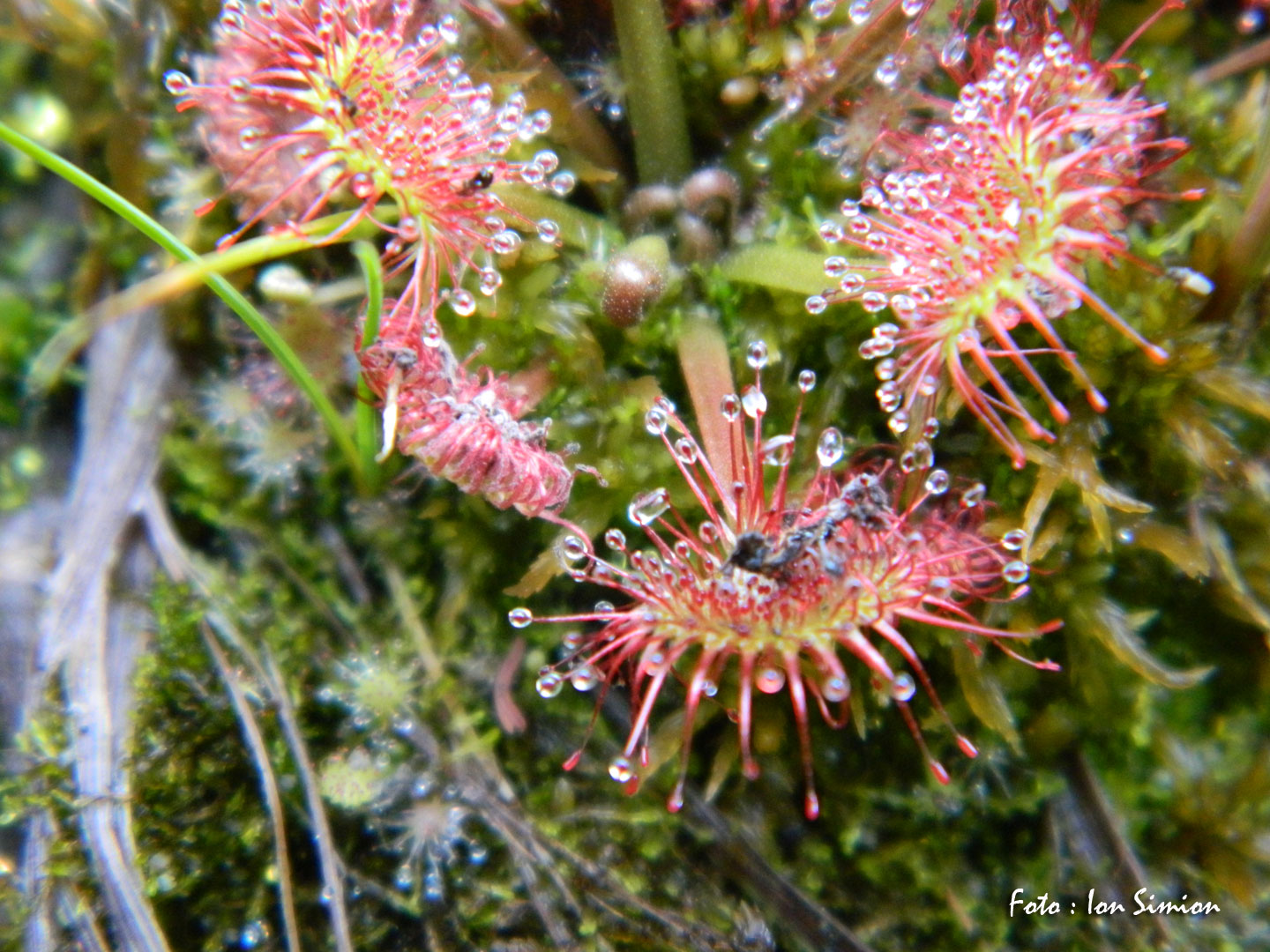 De vorba cu mine însumi: Roua cerului