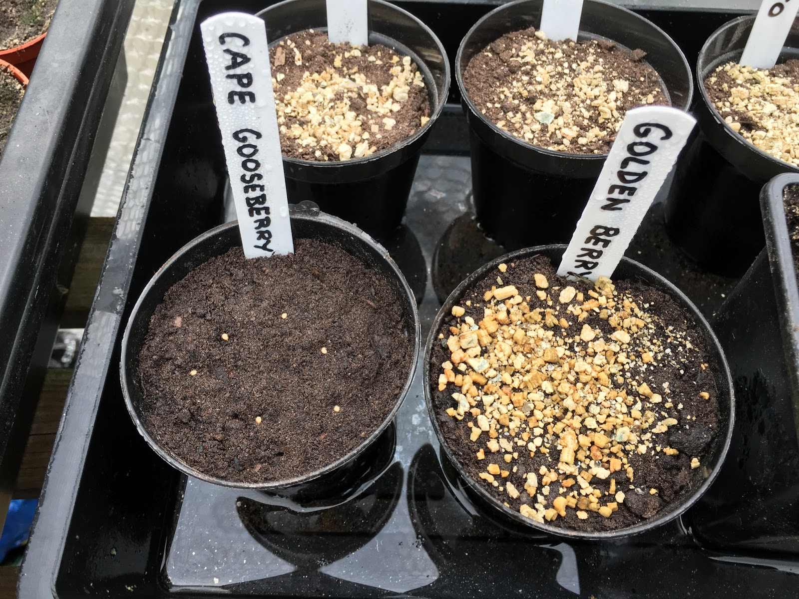 Mark's Allotment 2015/2016: Pricked out Celery 'Marine' seedlings ...