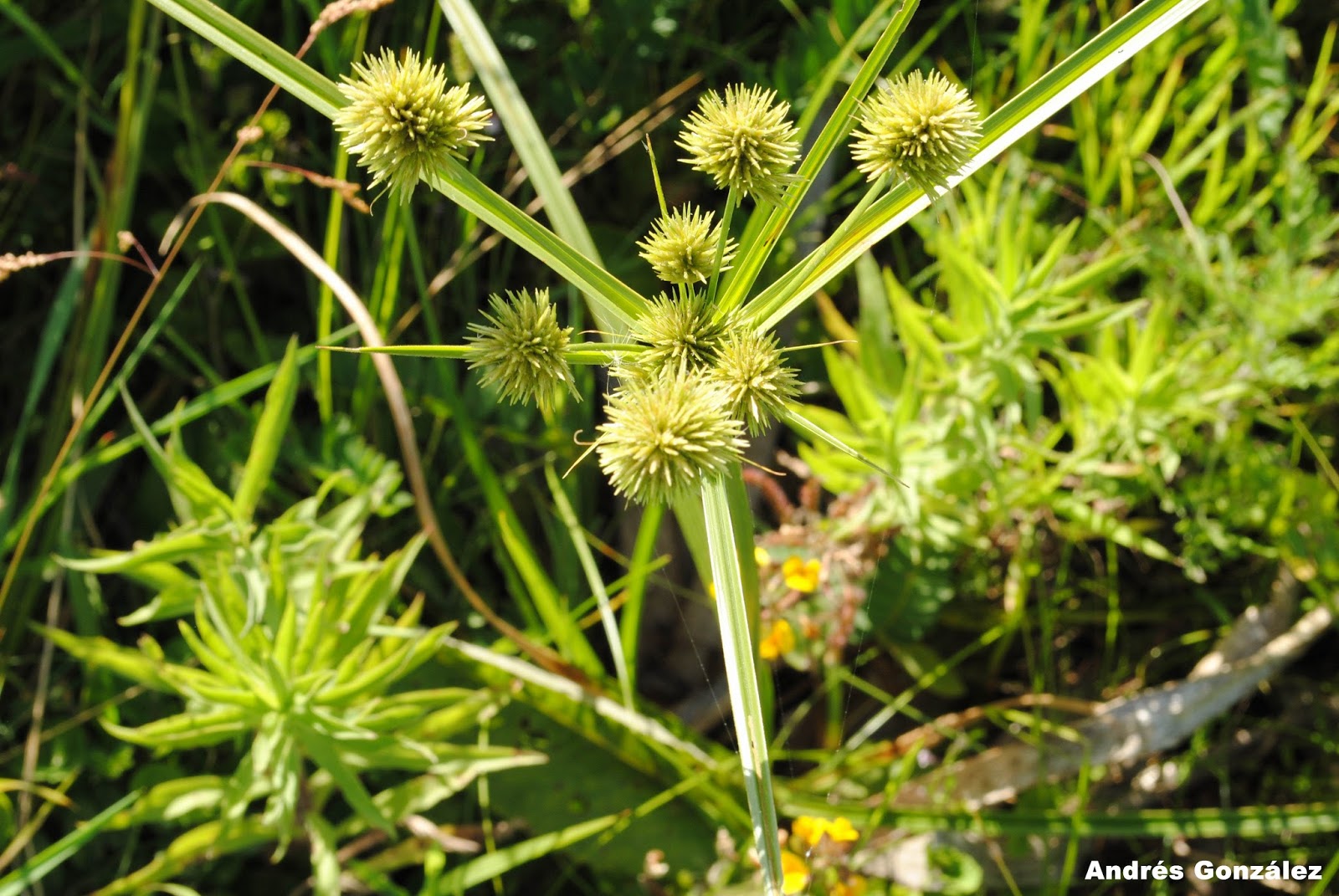 FOTOS DE FLORA NATIVA Y ADVENTICIAS DE URUGUAY : Cyperus rigens. Cyperaceae