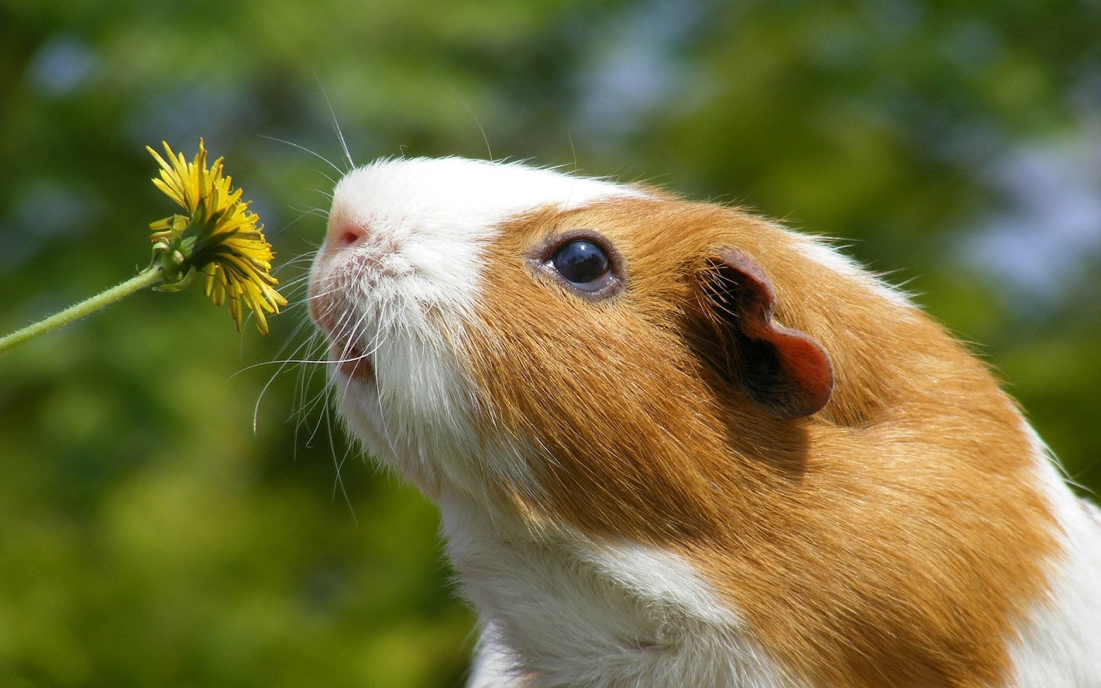 Cavia ruikt aan een gele bloem - Achtergronden