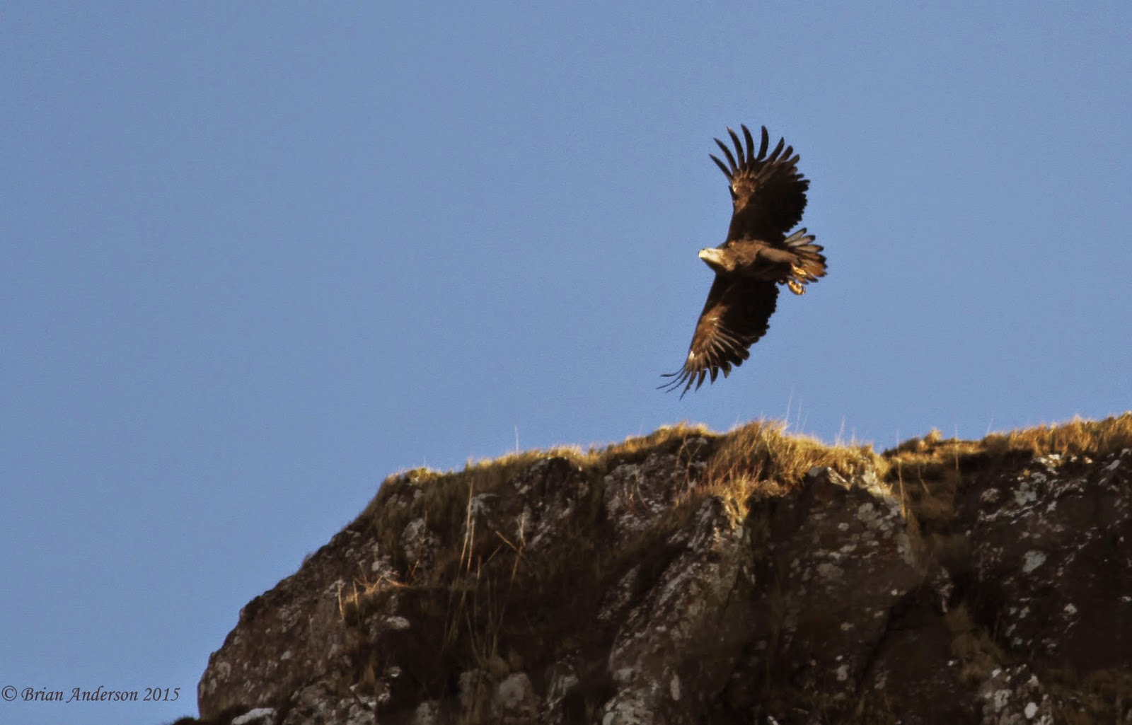 Brian's birding blog: White-tailed Sea Eagle Scotland