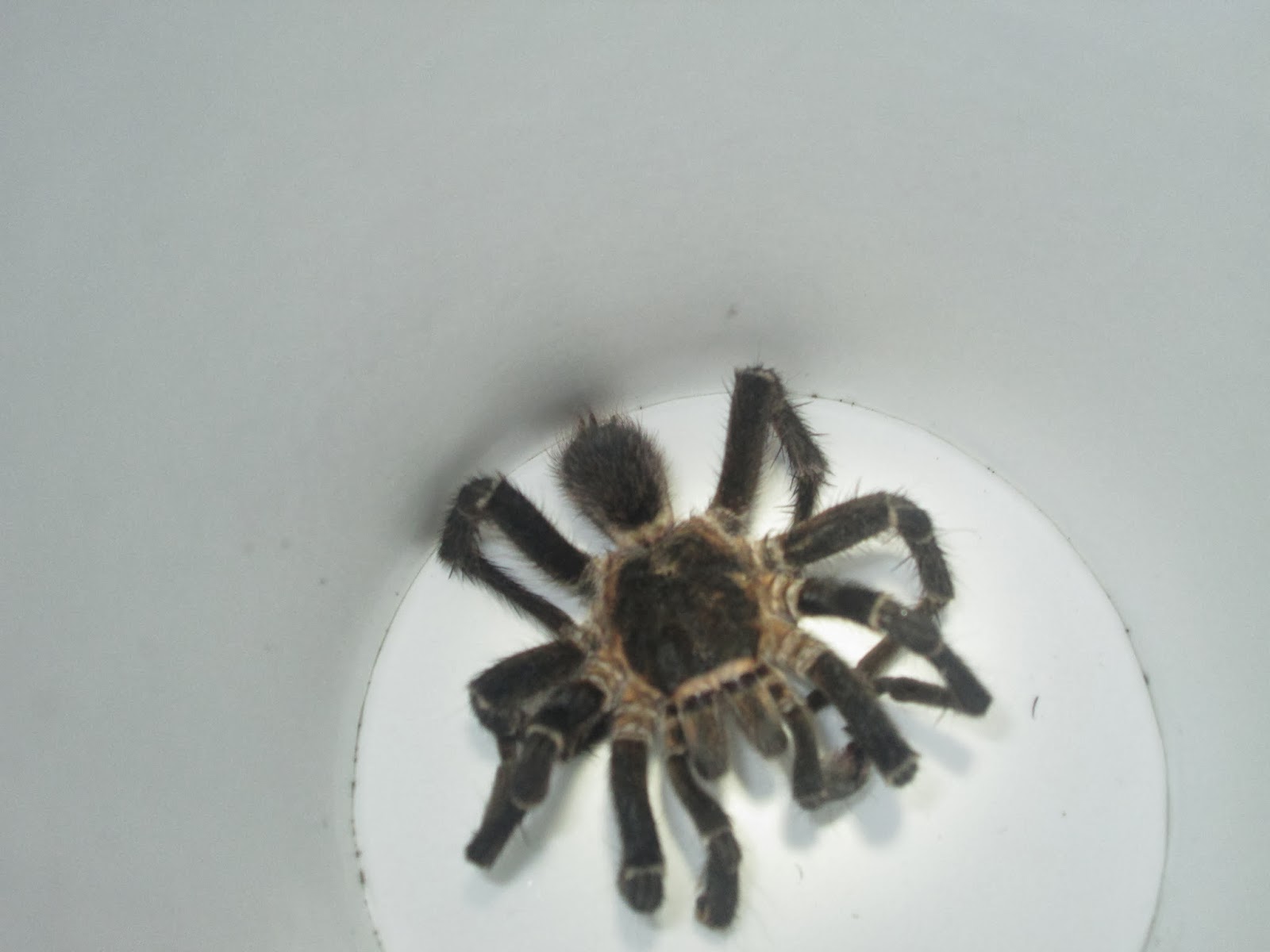 Jeff's Mission - Puerto Rico, San Juan