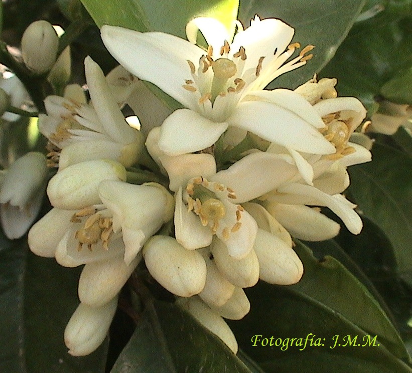 Pinturas y Fotografías de J.M.M.: FLORES DE AZAHAR