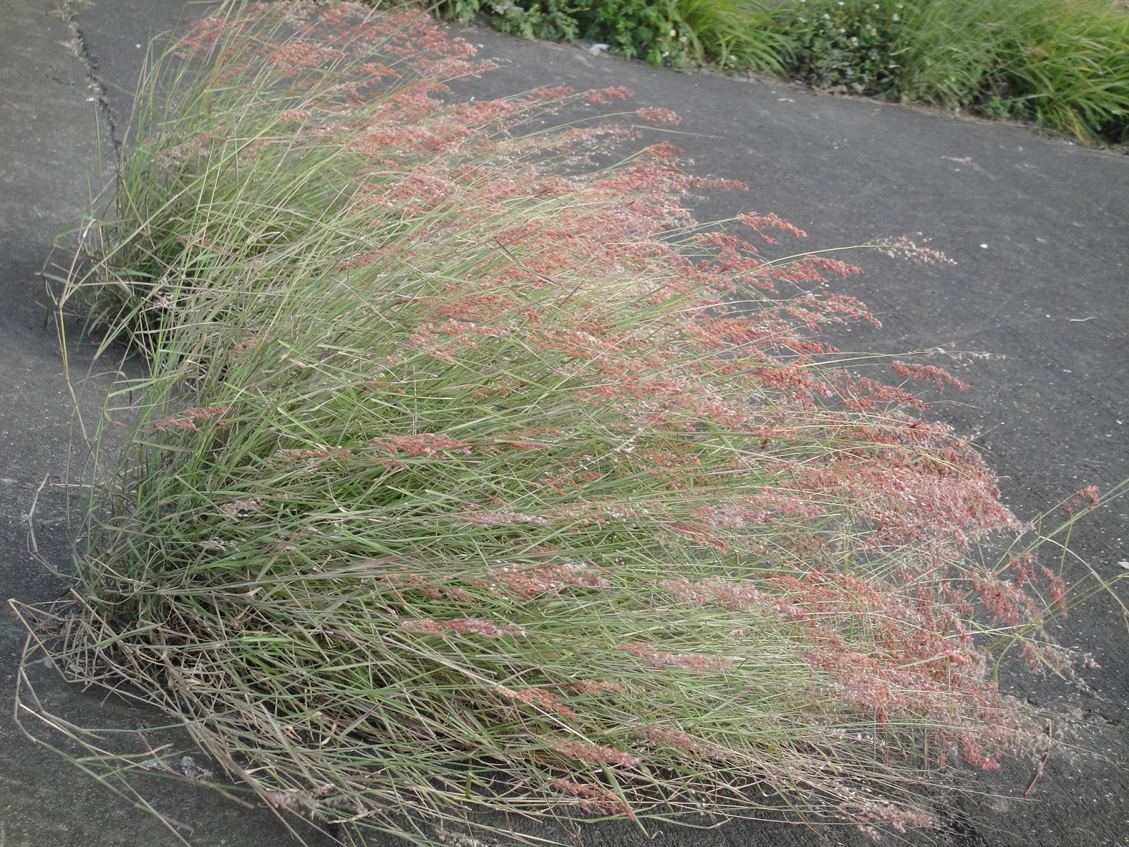 DWAN雲之端: 紅毛草--屬於禾本科，紅茅草屬；學名：Rhynchelytrum repens 〈Willd. 〉 C. E. Hubb ...